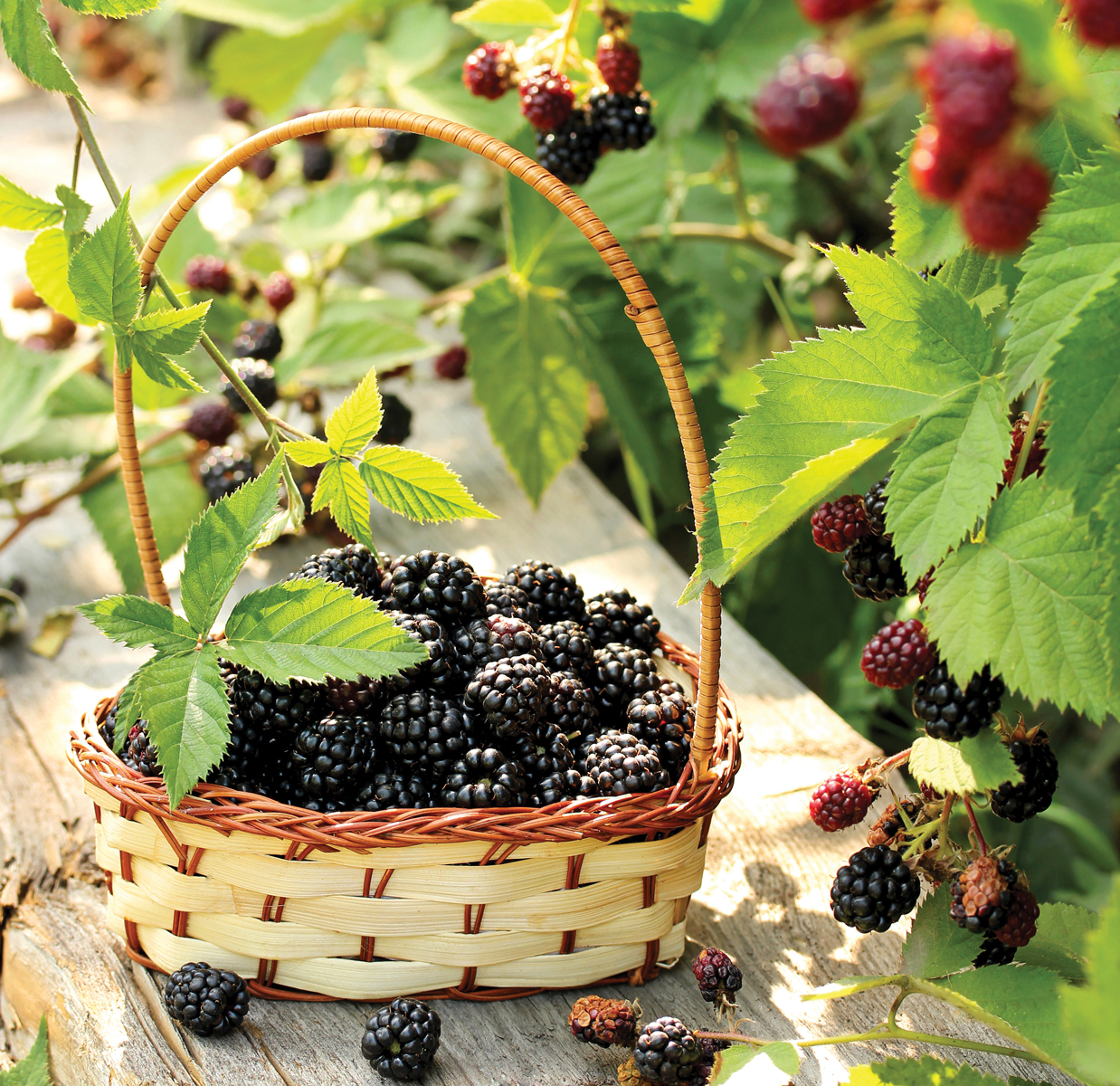 Types Of Rubus